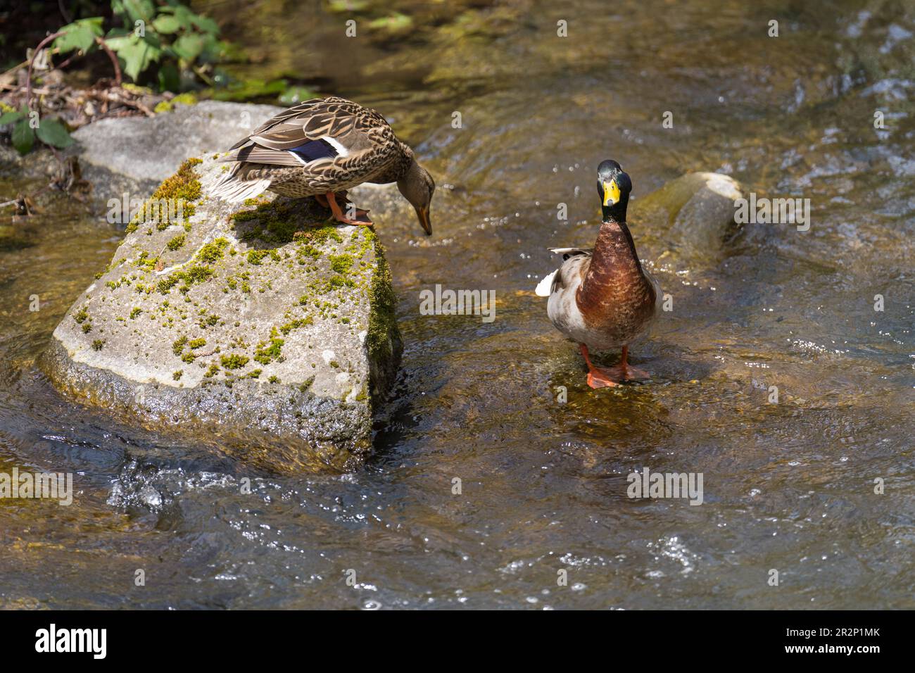 Mallard ducks with people hi-res stock photography and images - Alamy