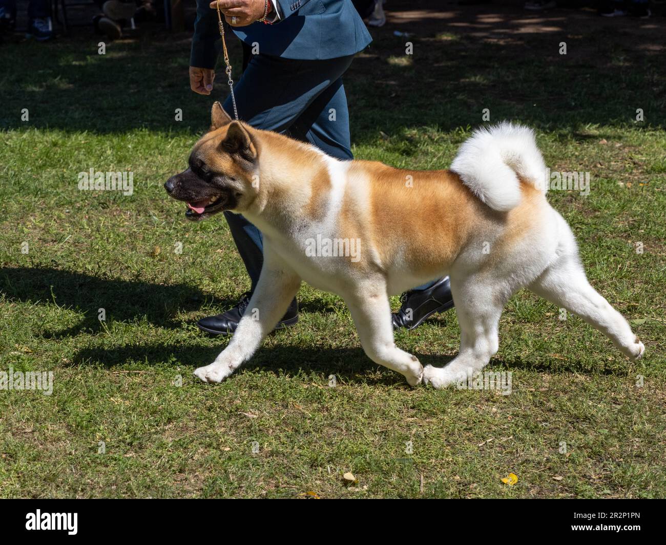 American akita dog standing hi-res stock photography and images - Alamy