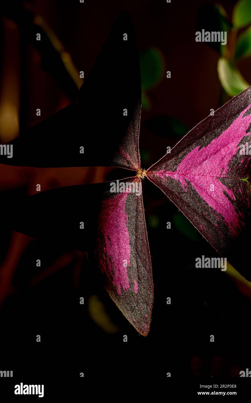 Beautiful potted home plant Oxalis triangular magenta in a hard beam of ...