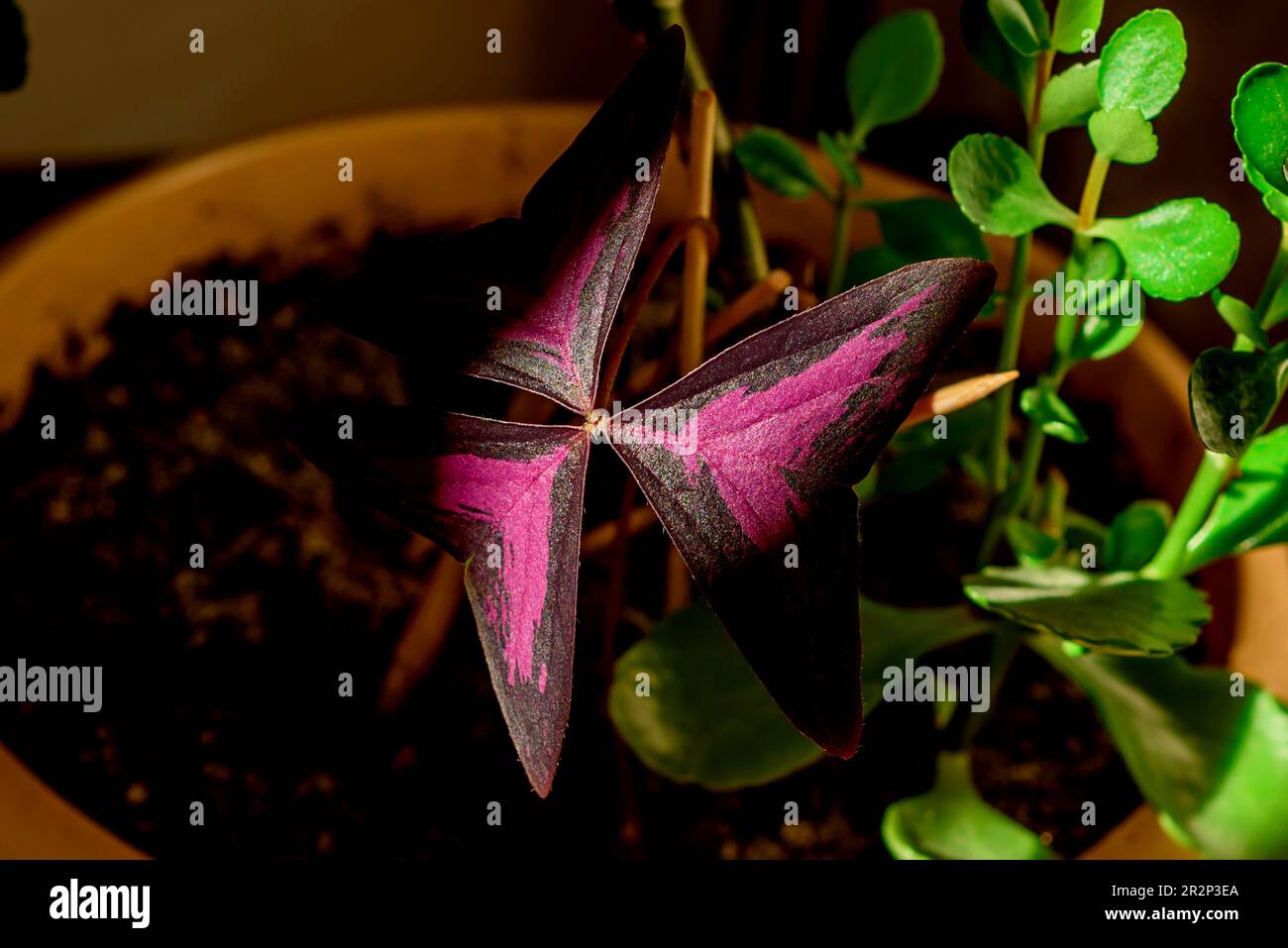 Beautiful potted home plant Oxalis triangular magenta in a hard beam of ...