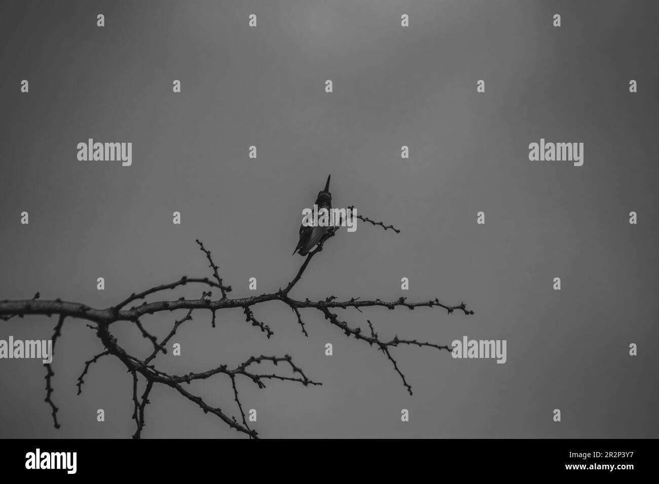 Negative space animals Black and White Stock Photos & Images - Alamy