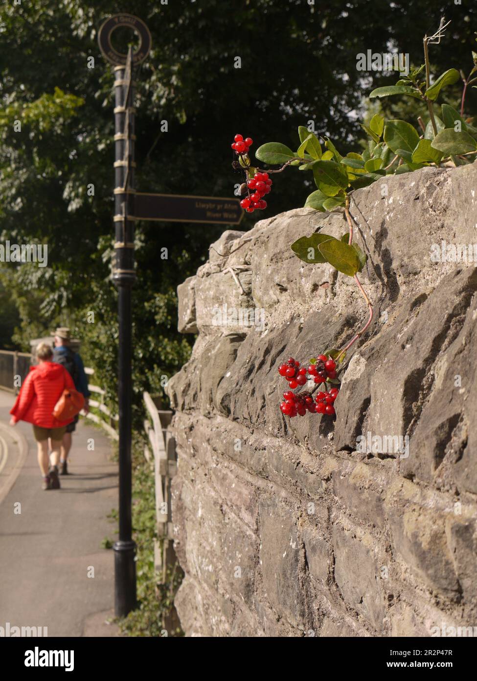 Red honeysuckle berries spilling over a stone wall near Hay Bridge over ...