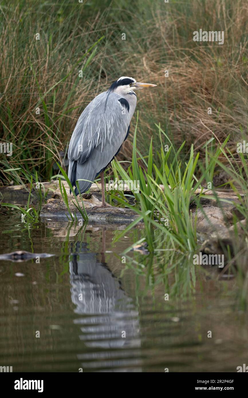 Grey heron standing on one leg hi-res stock photography and images - Alamy