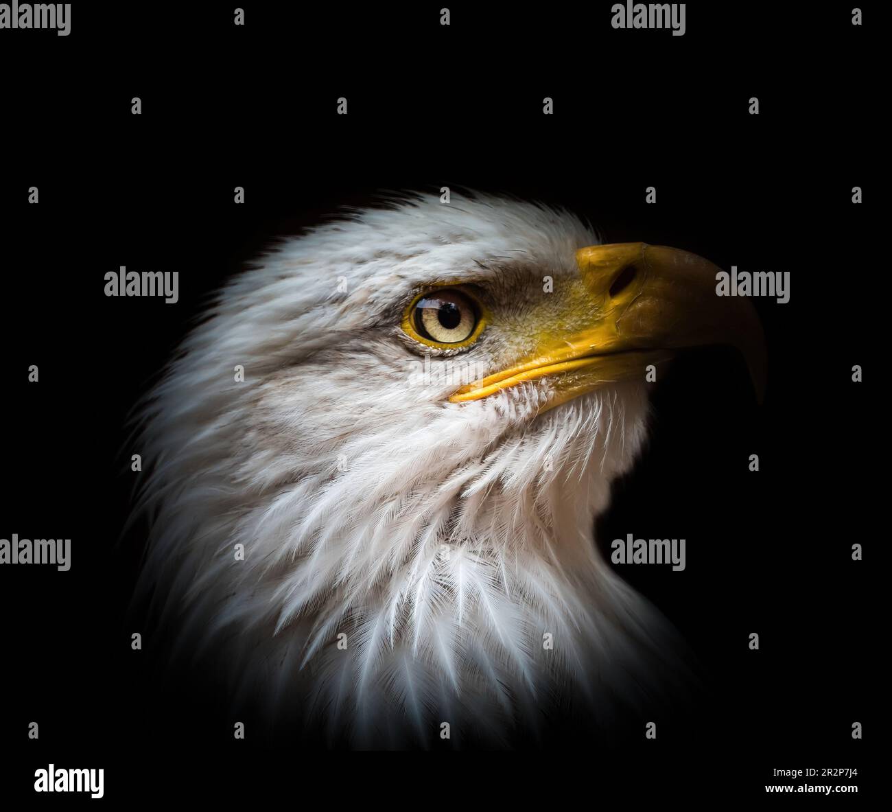 Edit the eagle hi-res stock photography and images - Alamy