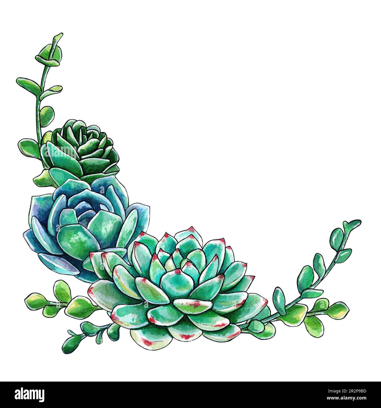 Bright composition of cacti and succulents. Watercolor hand drawn ...