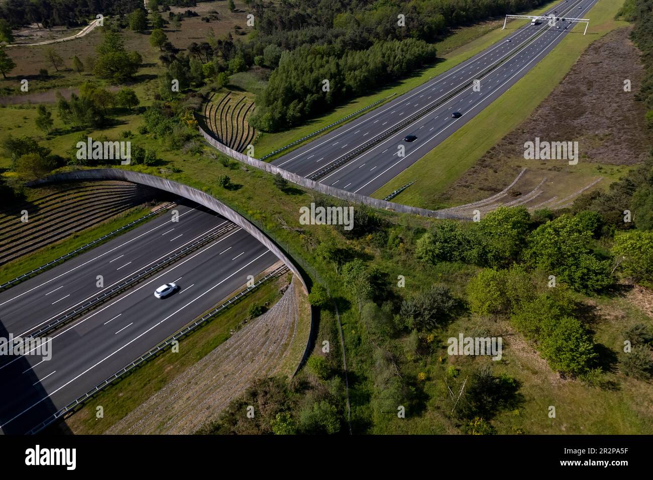 Road traversed by wildlife crossing forming a safe natural corridor ...