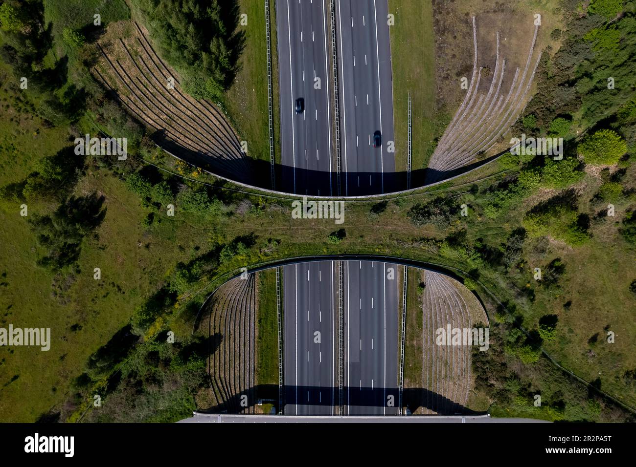 Road traversed by wildlife crossing forming a safe natural corridor ...