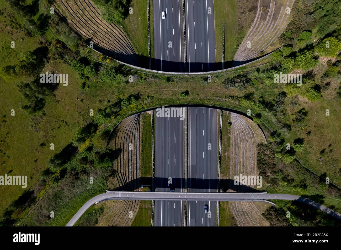Road traversed by wildlife crossing forming a safe natural corridor ...