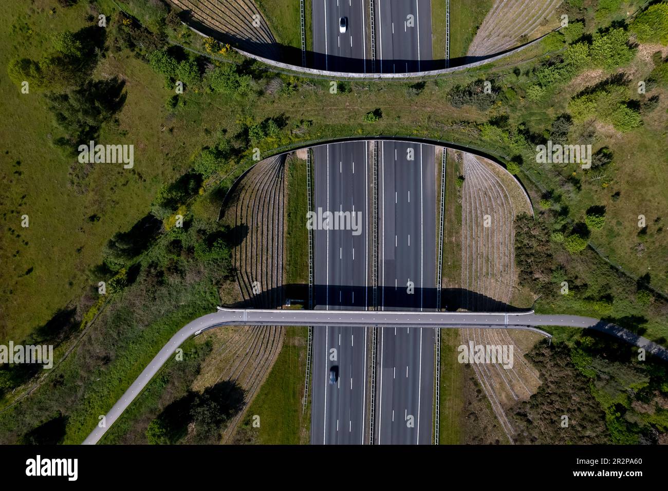 Road traversed by wildlife crossing forming a safe natural corridor ...