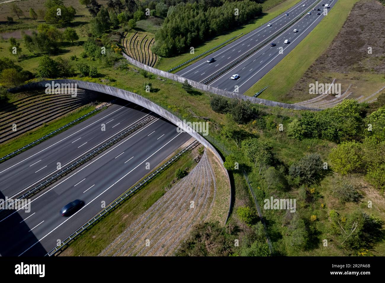 Road traversed by wildlife crossing forming a safe natural corridor ...