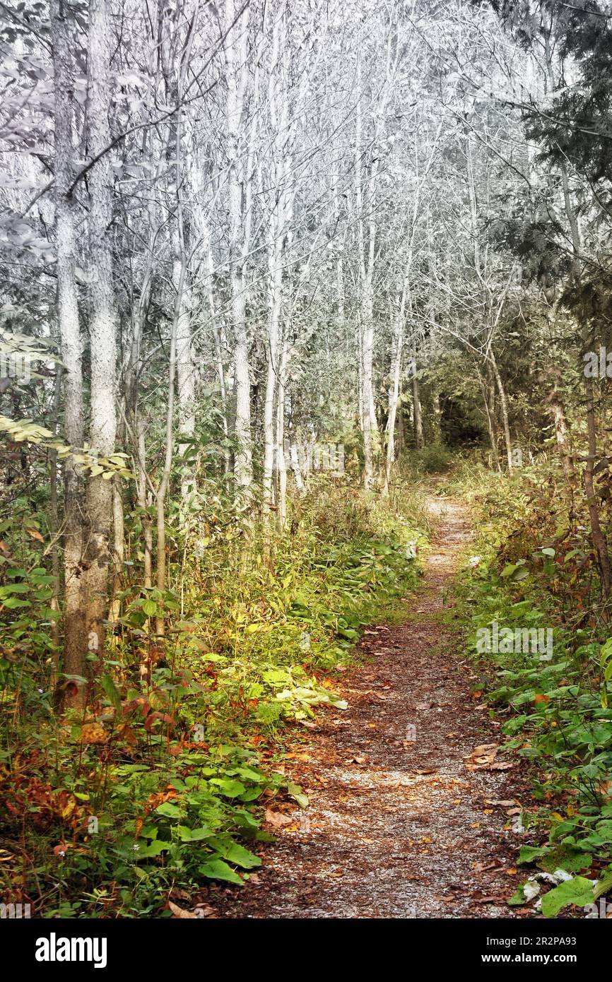 Secluded pathway winding through the woods Stock Photo - Alamy