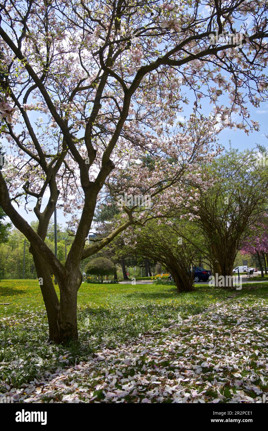 Falling petals over the magnolia flower trees Romantic Blossom tree ...