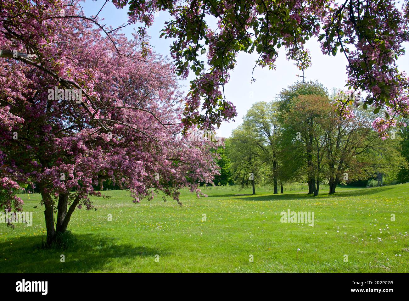 Crab apple trees in full bloom in springtime in Toronto Stock Photo - Alamy