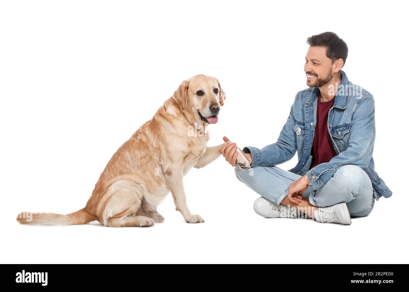 Cute Labrador Retriever giving paw to happy man on white background ...