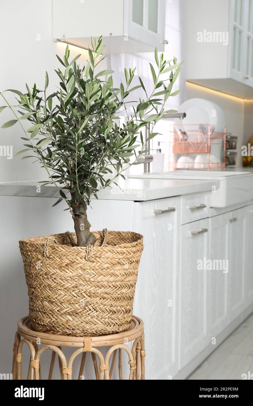 Beautiful potted olive tree in stylish kitchen Stock Photo - Alamy