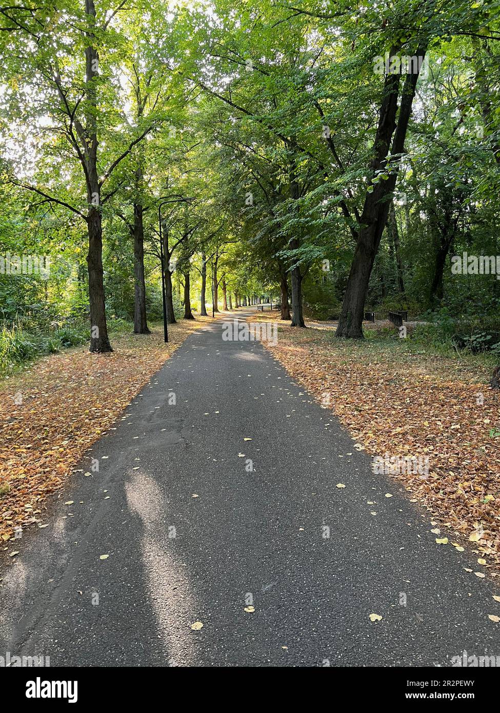Beautiful landscape with pathway among tall trees in park Stock Photo ...