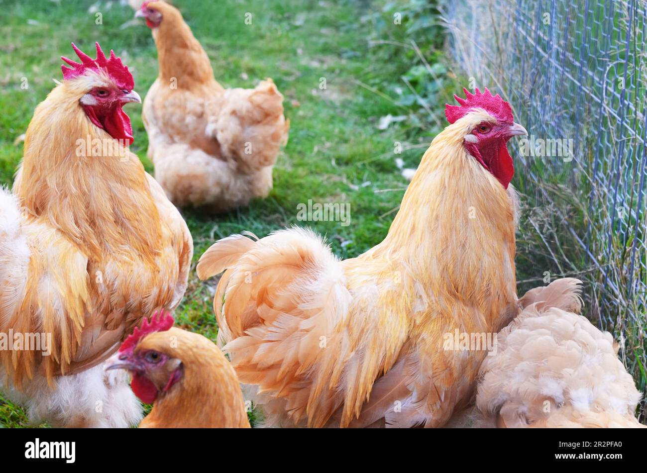 Beautiful ginger hens walking in zoo outdoors Stock Photo - Alamy