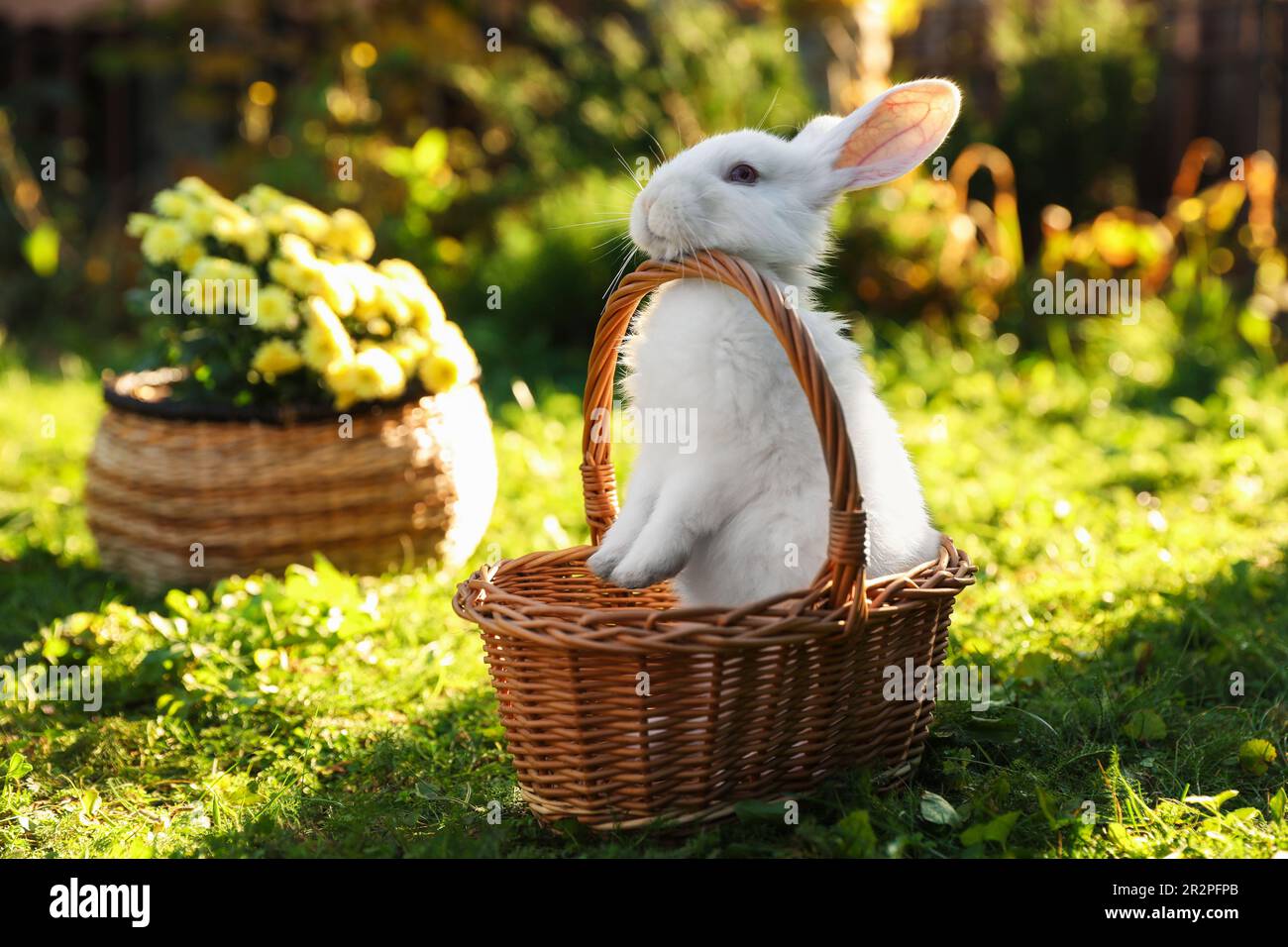 Cute white rabbit in wicker basket on grass outdoors Stock Photo - Alamy