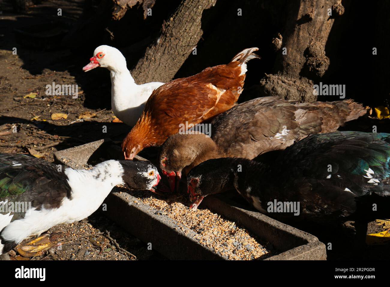 Muscovy ducks eat in poultry hi-res stock photography and images - Alamy