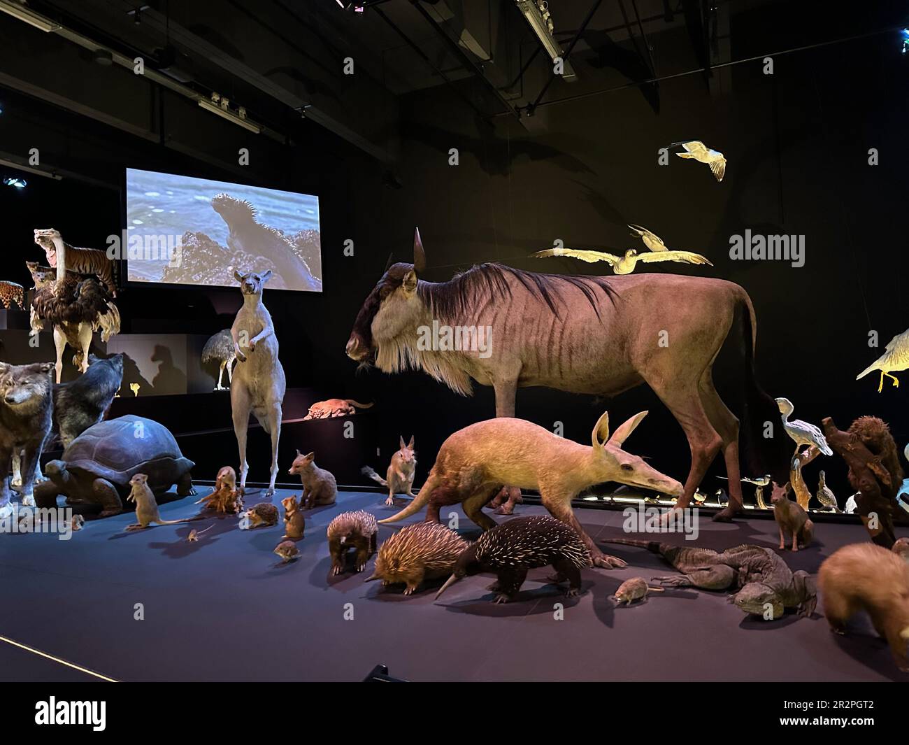 Leiden, Netherlands - November 19, 2022: Museum exhibition with ...