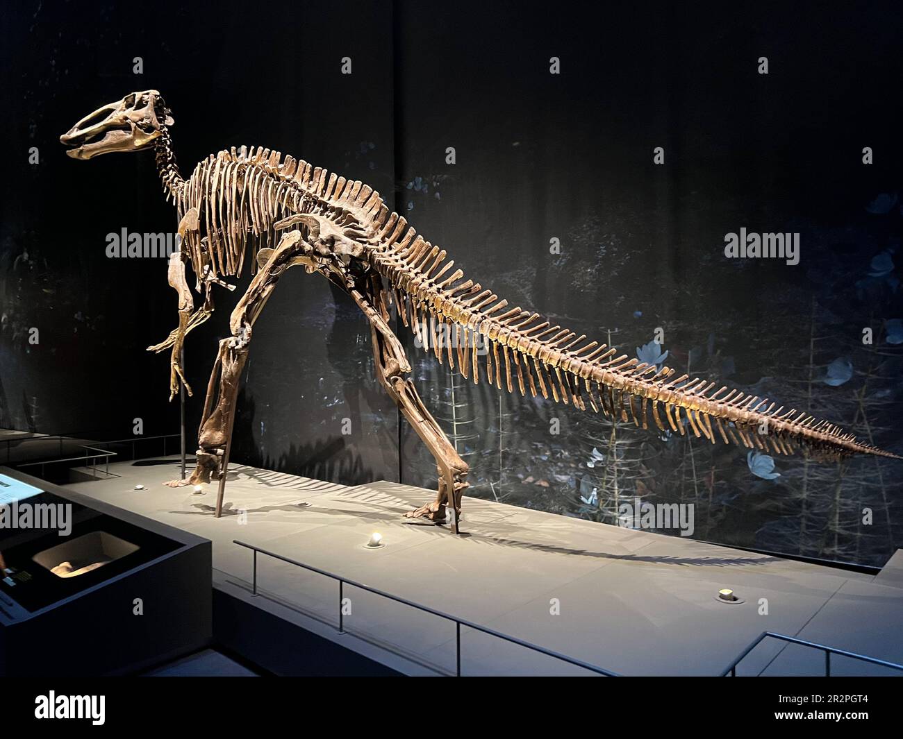 Leiden, Netherlands - June 18, 2022: Life size skeleton of ...