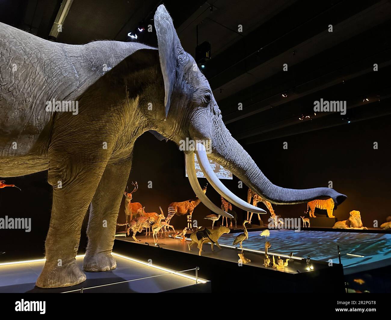 Leiden, Netherlands - November 19, 2022: Museum exhibition with big ...