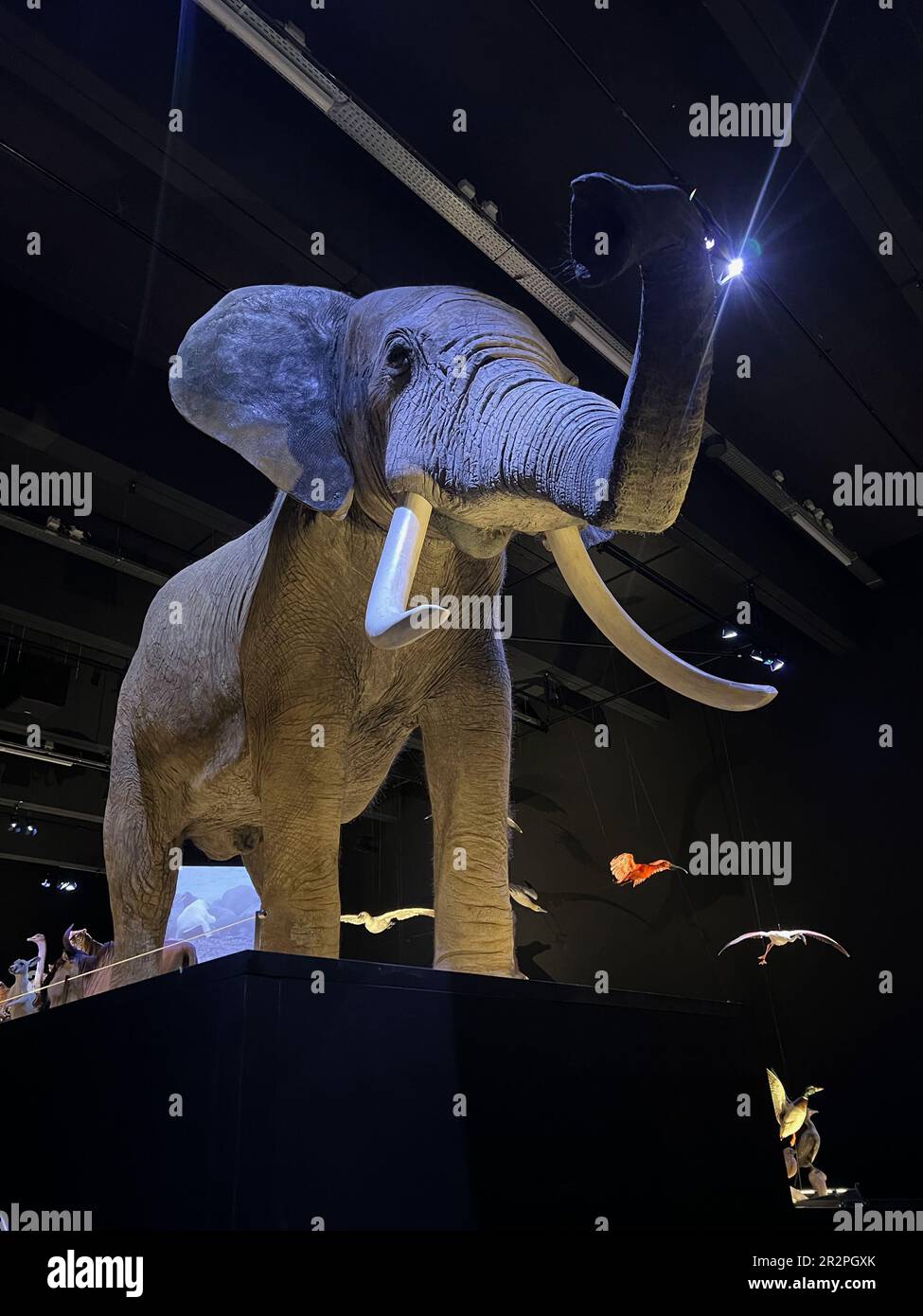 Preserved elephant specimen hi-res stock photography and images - Alamy