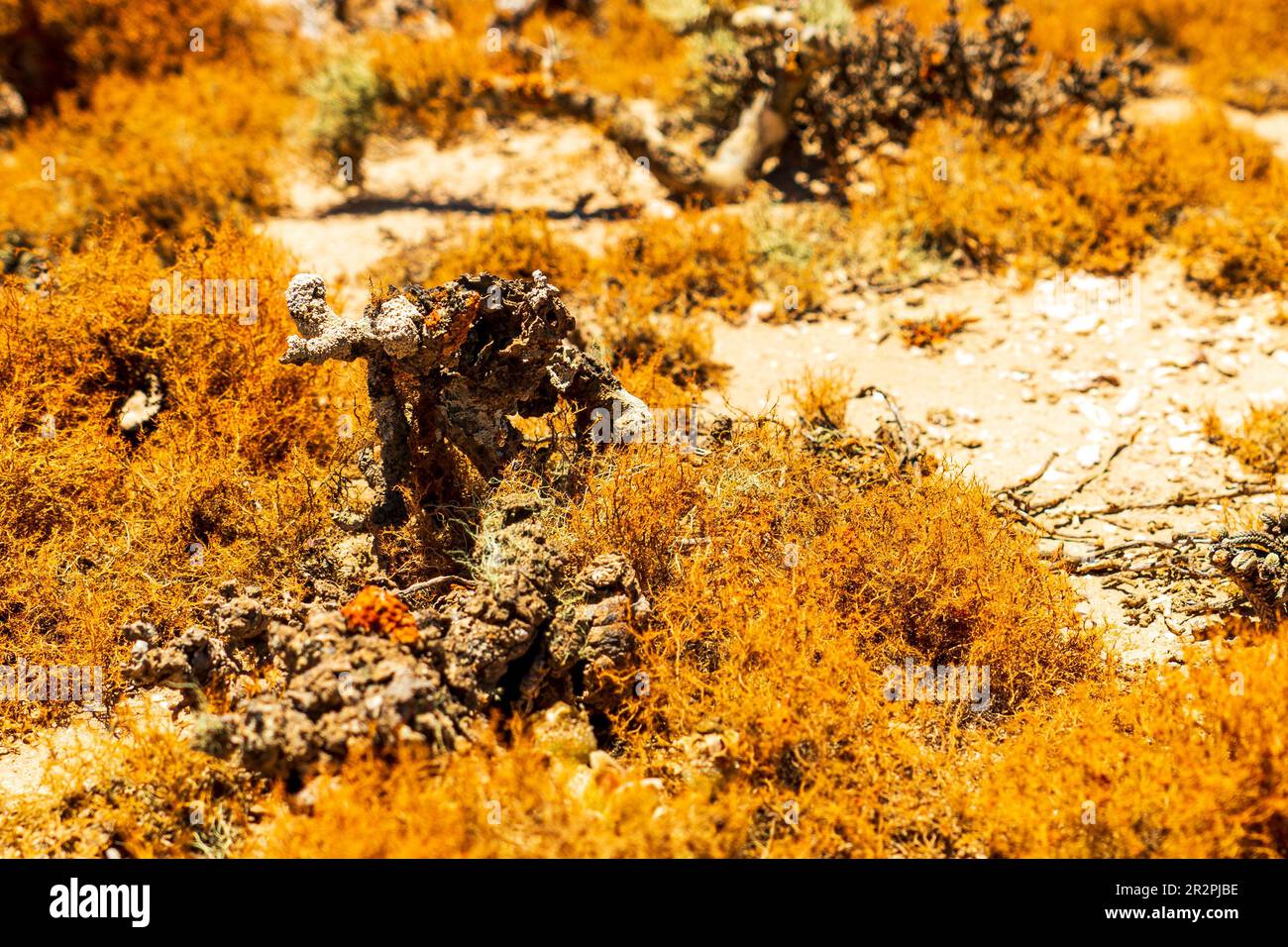 Lichen in the desert hi-res stock photography and images - Alamy