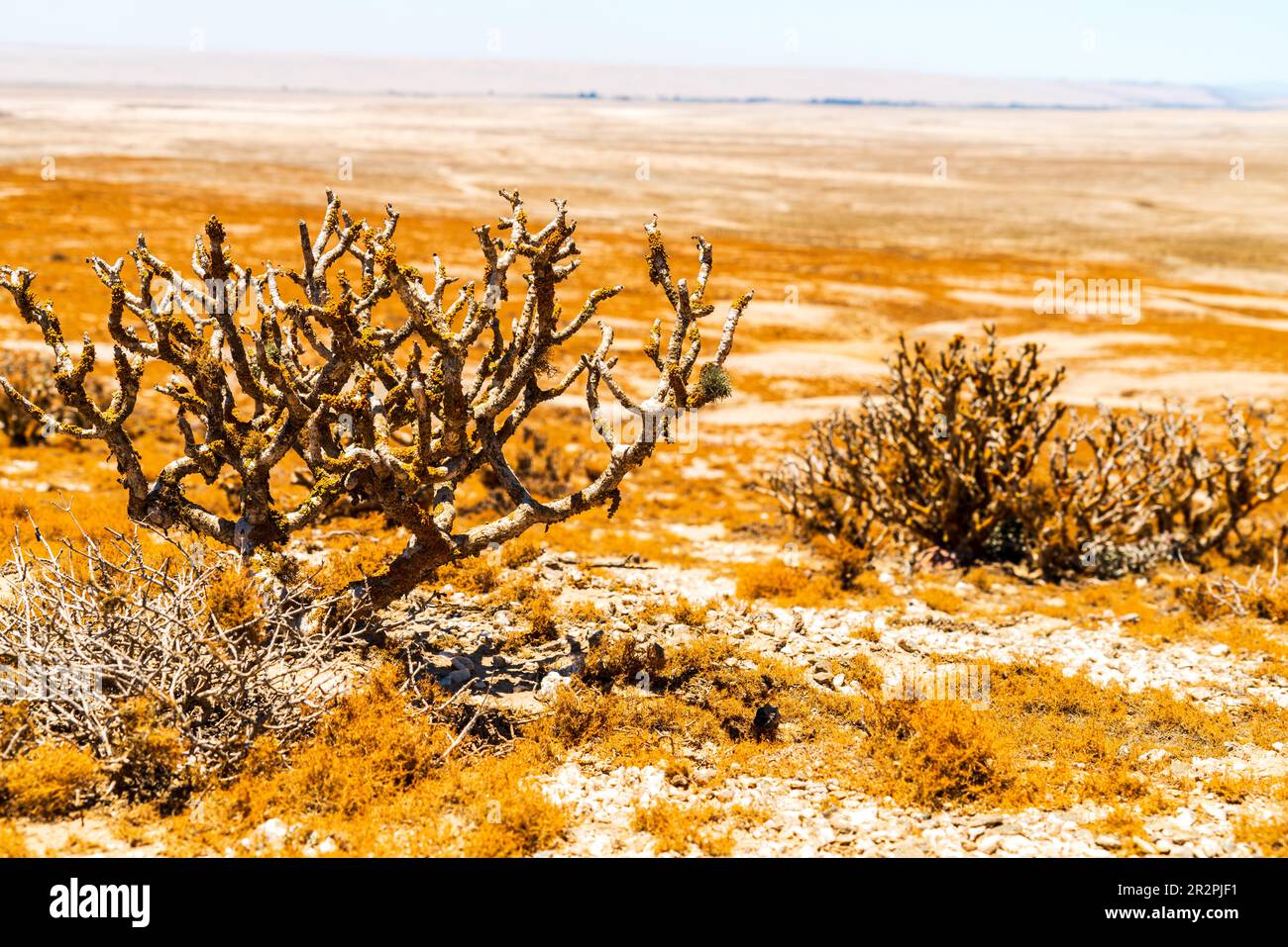 Old lichen tree in a lichen field near Alexander Bay, South Africa ...