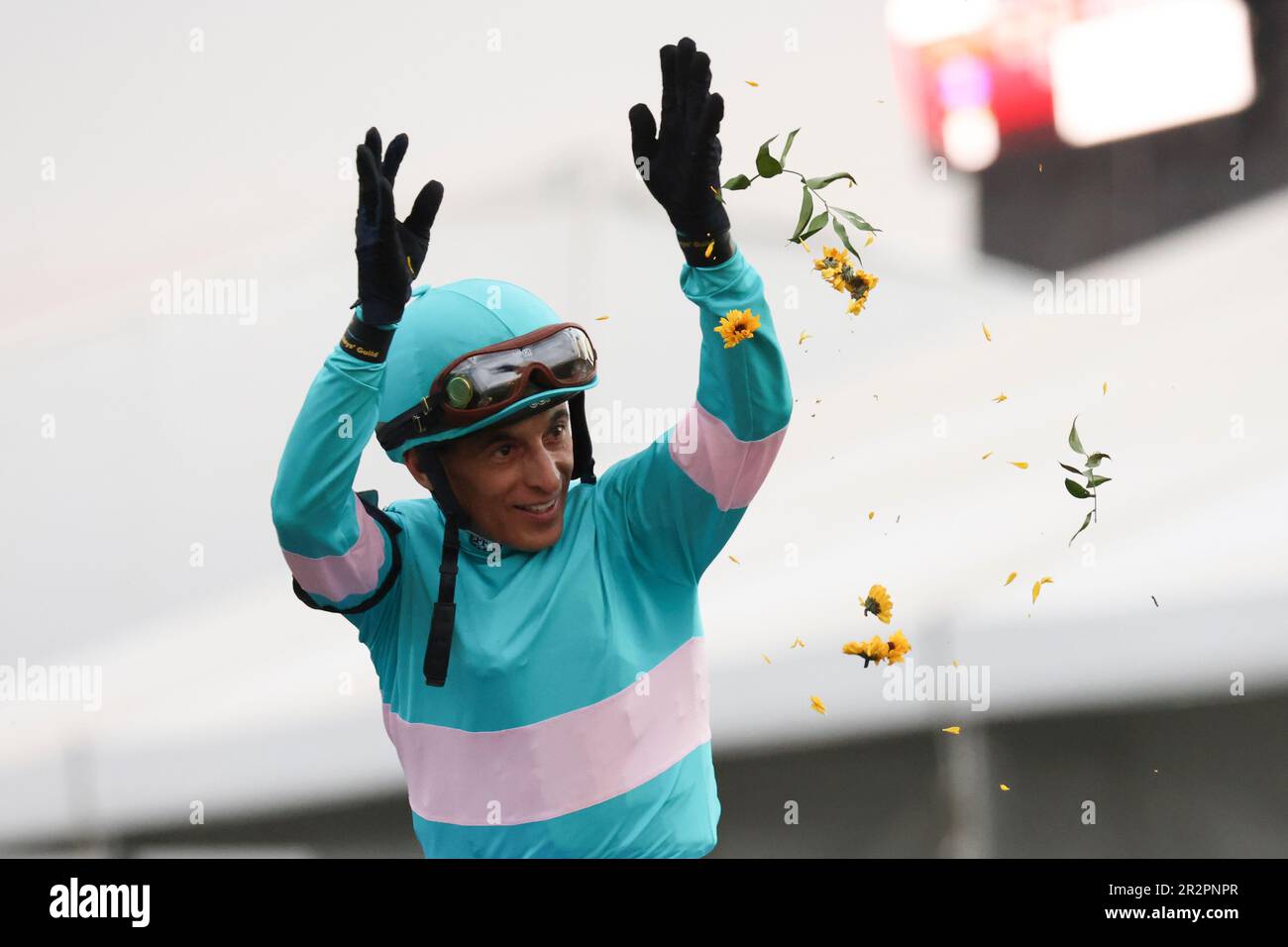 John Velazquez, atop National Treasure, tosses Black-Eyed Susan flowers ...
