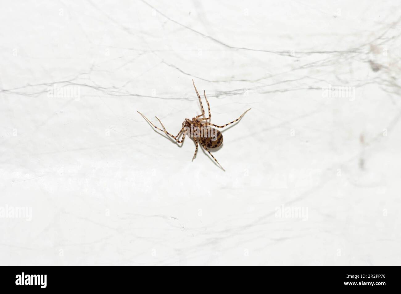 Common spitting spider (Scytodes thoracica) on a wall in Philadelphia ...
