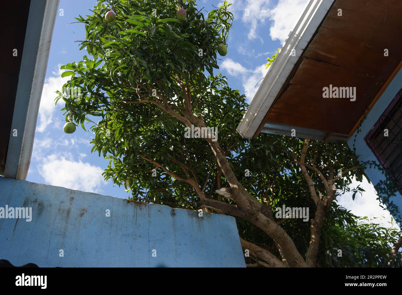 Mango tree with ripening mangos overhangs a courtyard. Blue sky with ...
