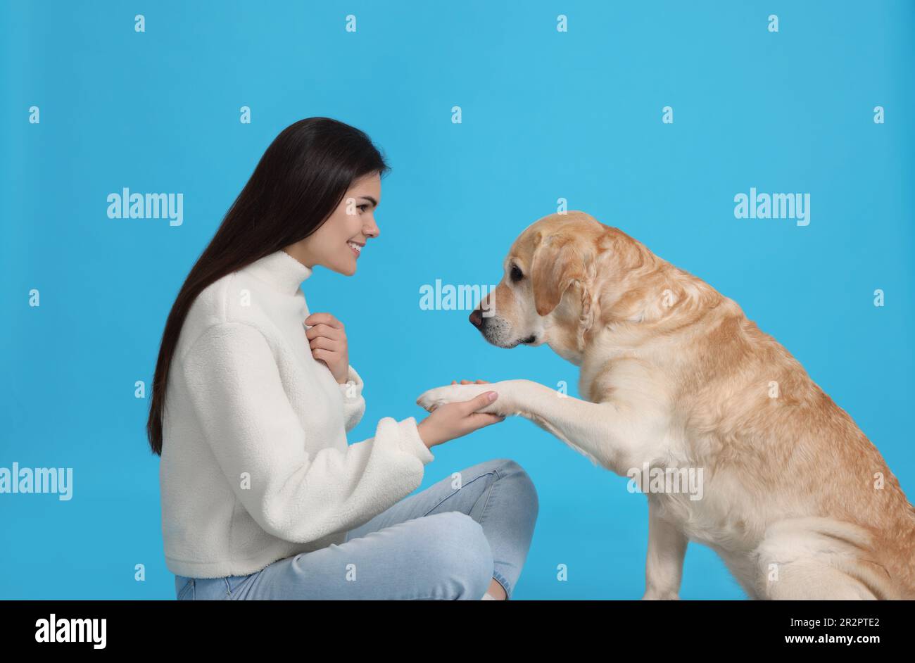 Cute Labrador Retriever giving paw to happy woman on light blue ...