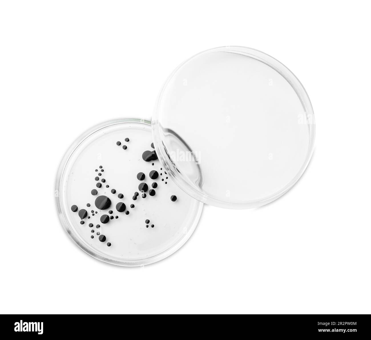 Petri dish with bacteria on white background, top view Stock Photo - Alamy