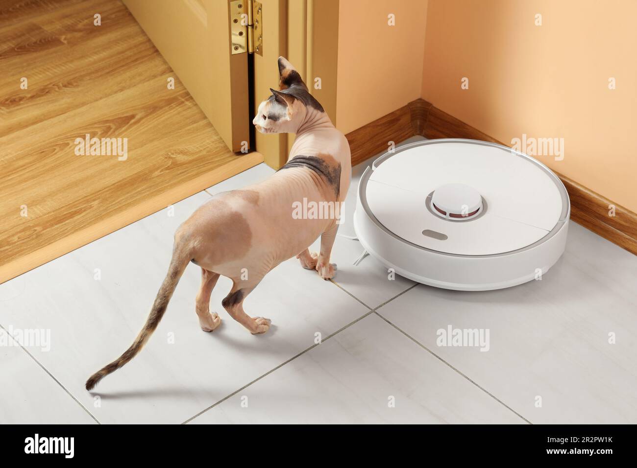 Robotic vacuum cleaner and cute Sphynx cat on floor indoors Stock Photo ...