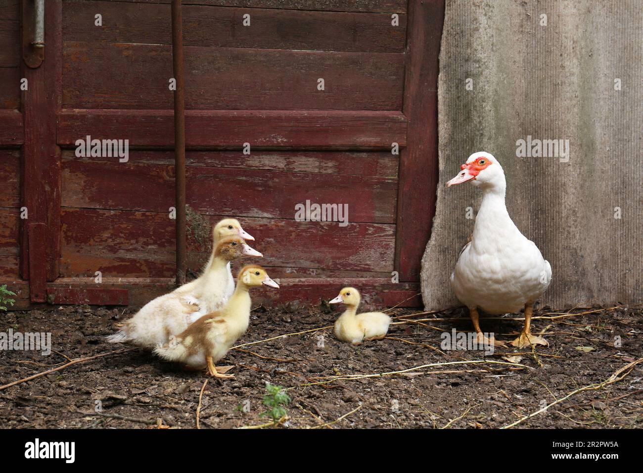 Beautiful Muscovy duck with ducklings in farmyard Stock Photo - Alamy