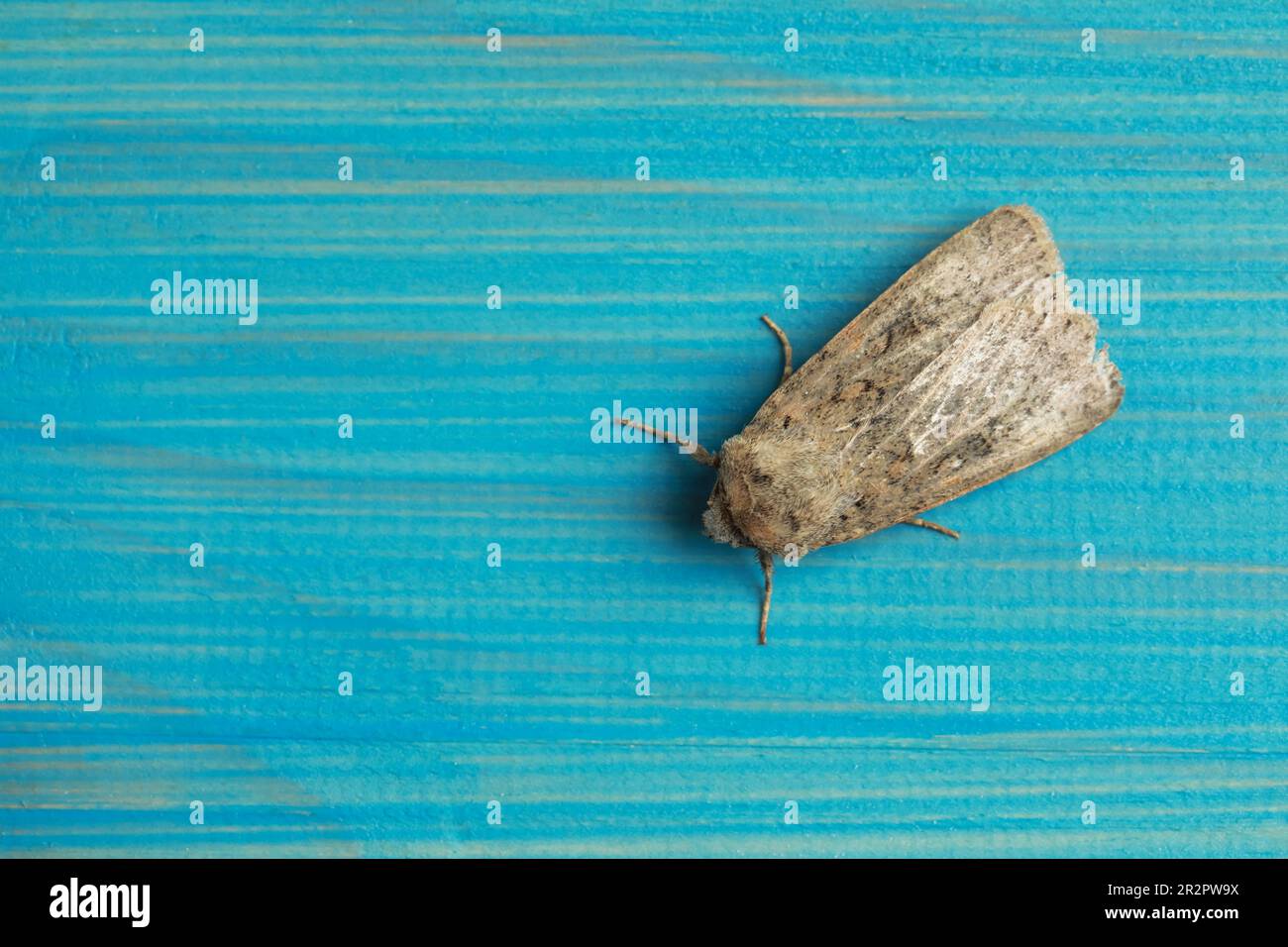 Paradrina clavipalpis moth on light blue wooden background, top view ...