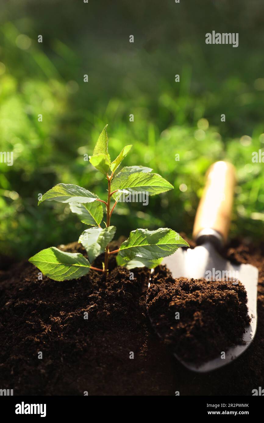 Seedling growing in fresh soil and trowel outdoors, closeup. Planting ...
