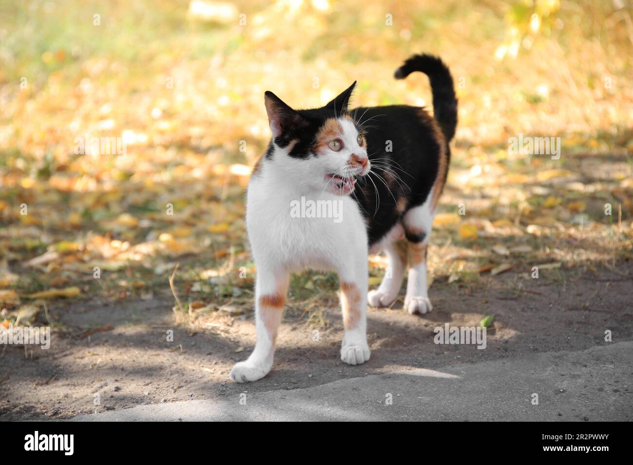 Lonely stray cat near hi-res stock photography and images - Alamy