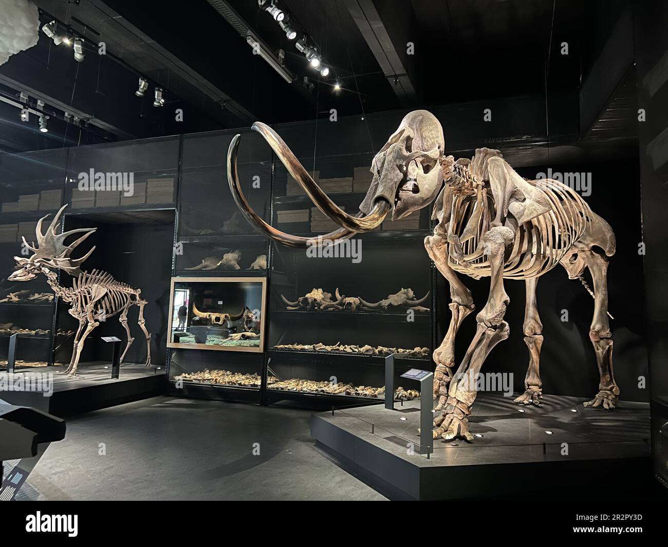 Leiden, Netherlands - June 18, 2022: Life size skeleton of ancient ...
