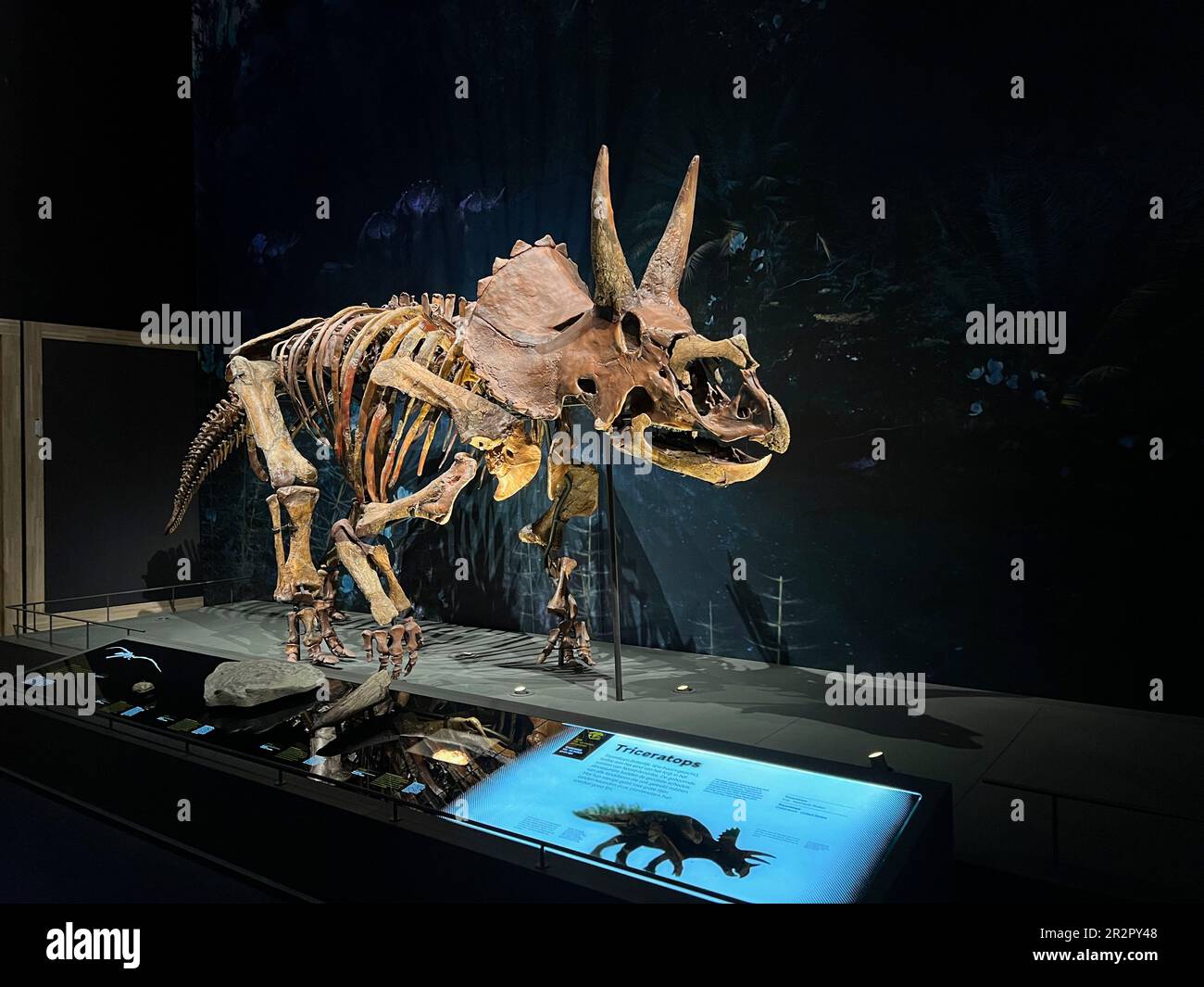 Leiden, Netherlands - June 18, 2022: Life size skeleton of Triceratops ...