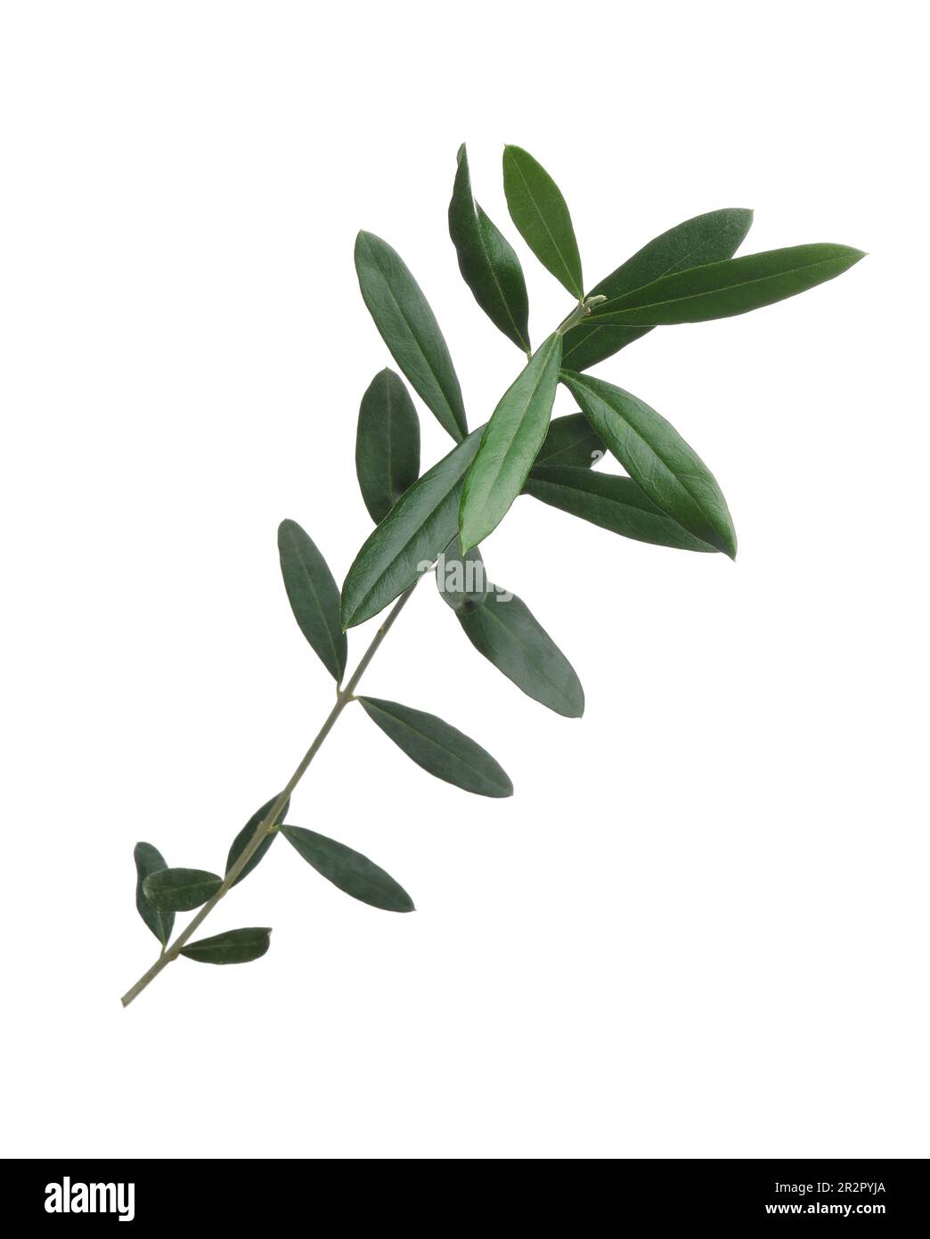 Olive twig with fresh green leaves isolated on white Stock Photo - Alamy