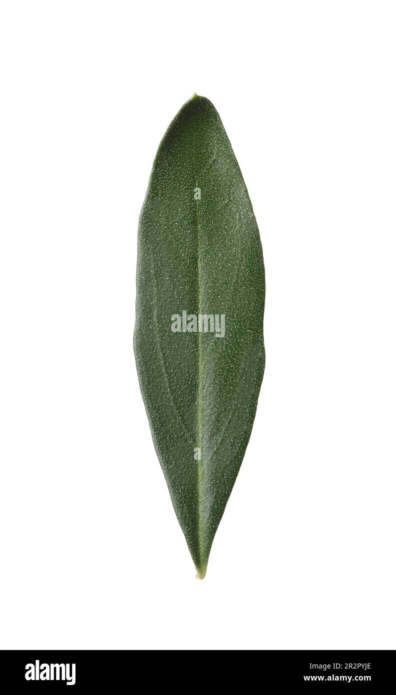 Fresh green olive leaf on white background Stock Photo - Alamy