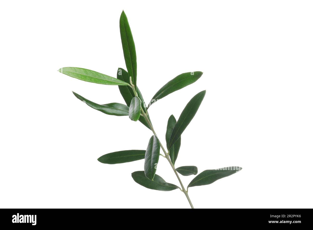 Olive twig with fresh green leaves isolated on white Stock Photo - Alamy