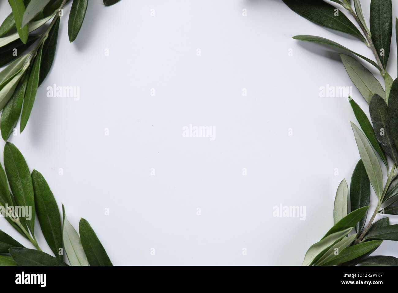 Frame made of fresh green olive leaves on white background, flat lay ...