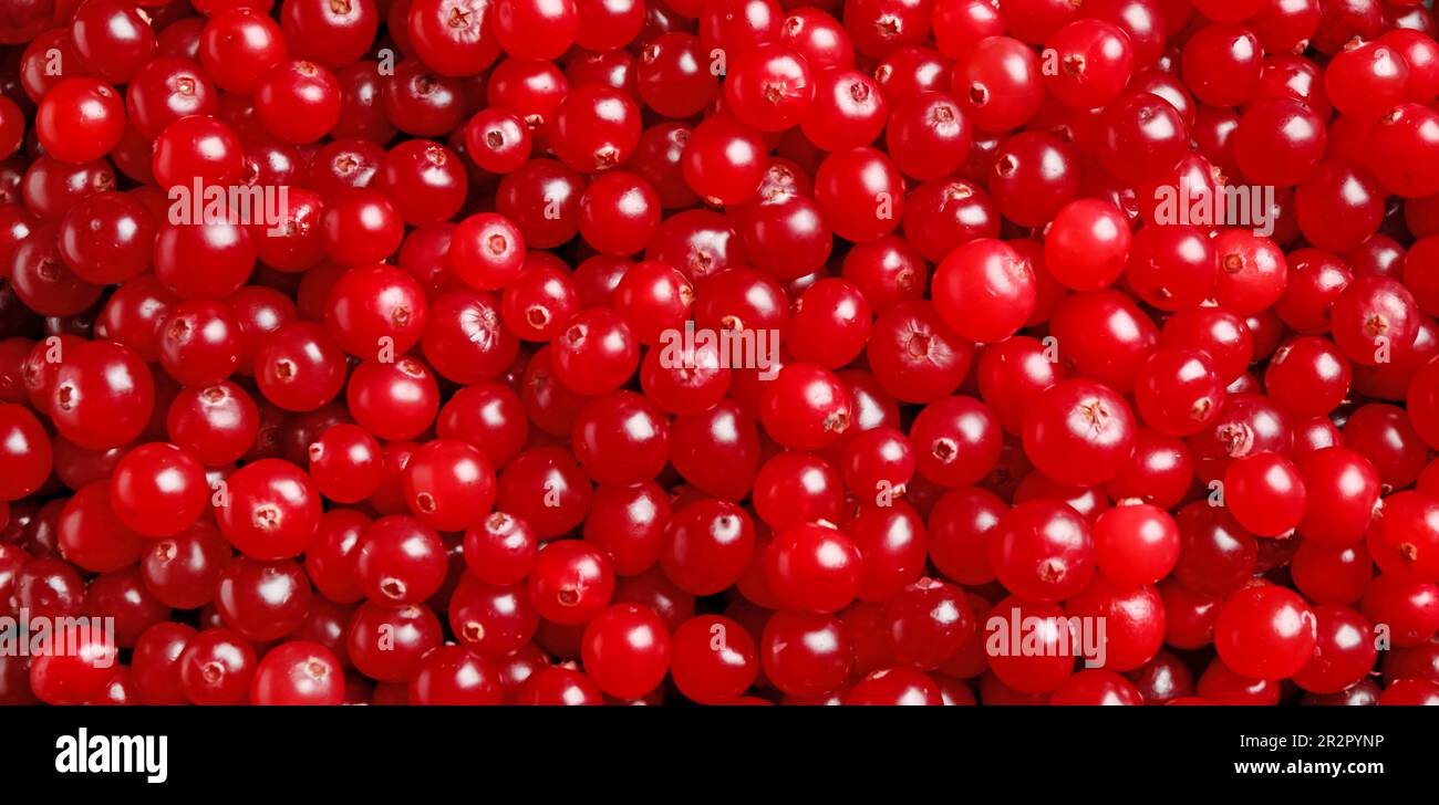 Fresh ripe cranberries as background, closeup. Banner design Stock ...