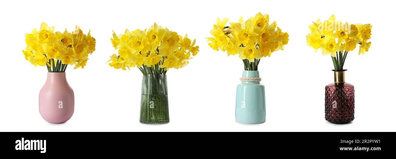 Collage with beautiful bright daffodil flowers in vases on white ...