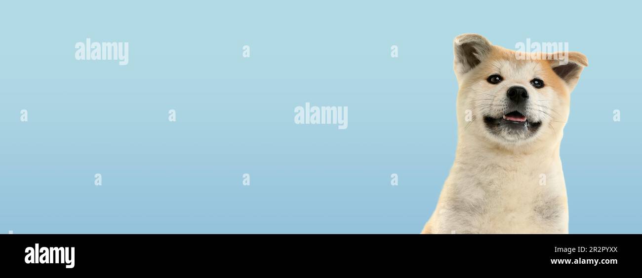 Happy dog. Cute Akita Inu puppy smiling on pale light blue background ...