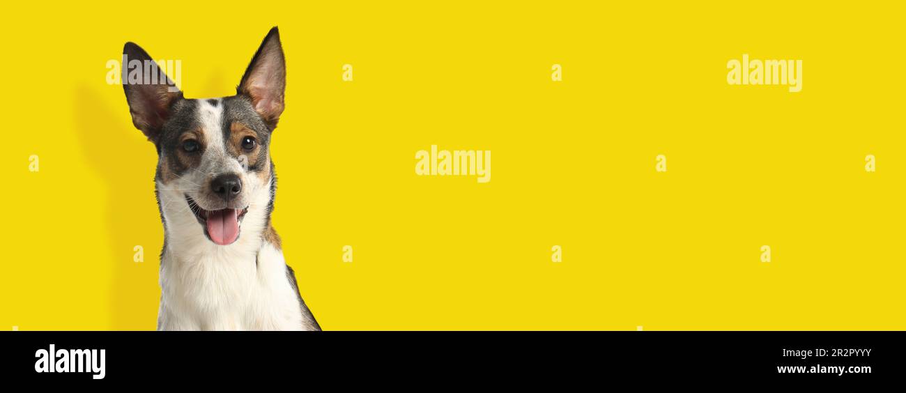 Banner happy smiling pet hi-res stock photography and images - Alamy