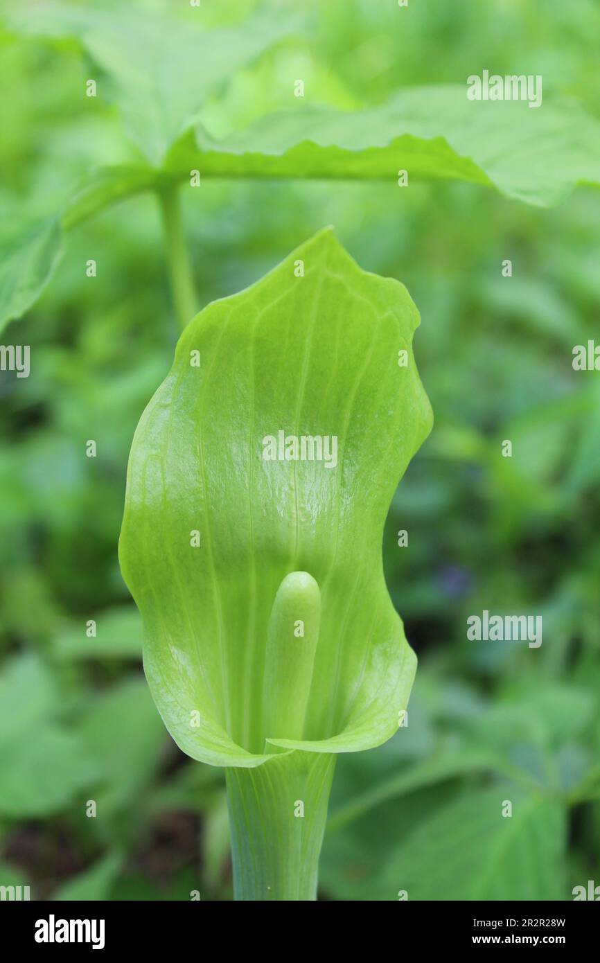 Exposed green spathe of a jack-in-the-pulpit wildflower at Camp Ground ...